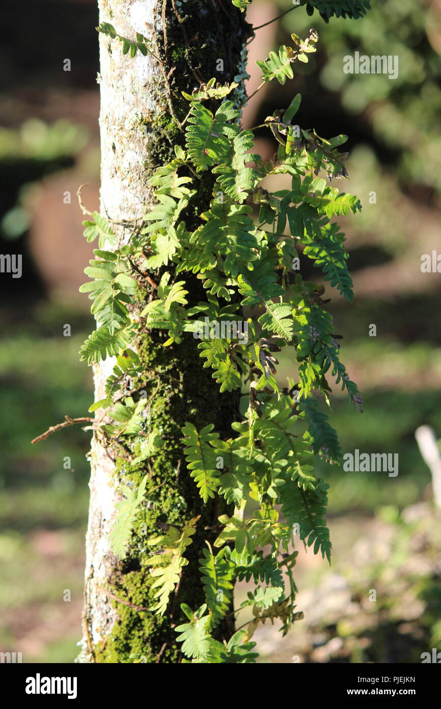 Trees with ferns and moss growing on the bark Stock Photo - Alamy