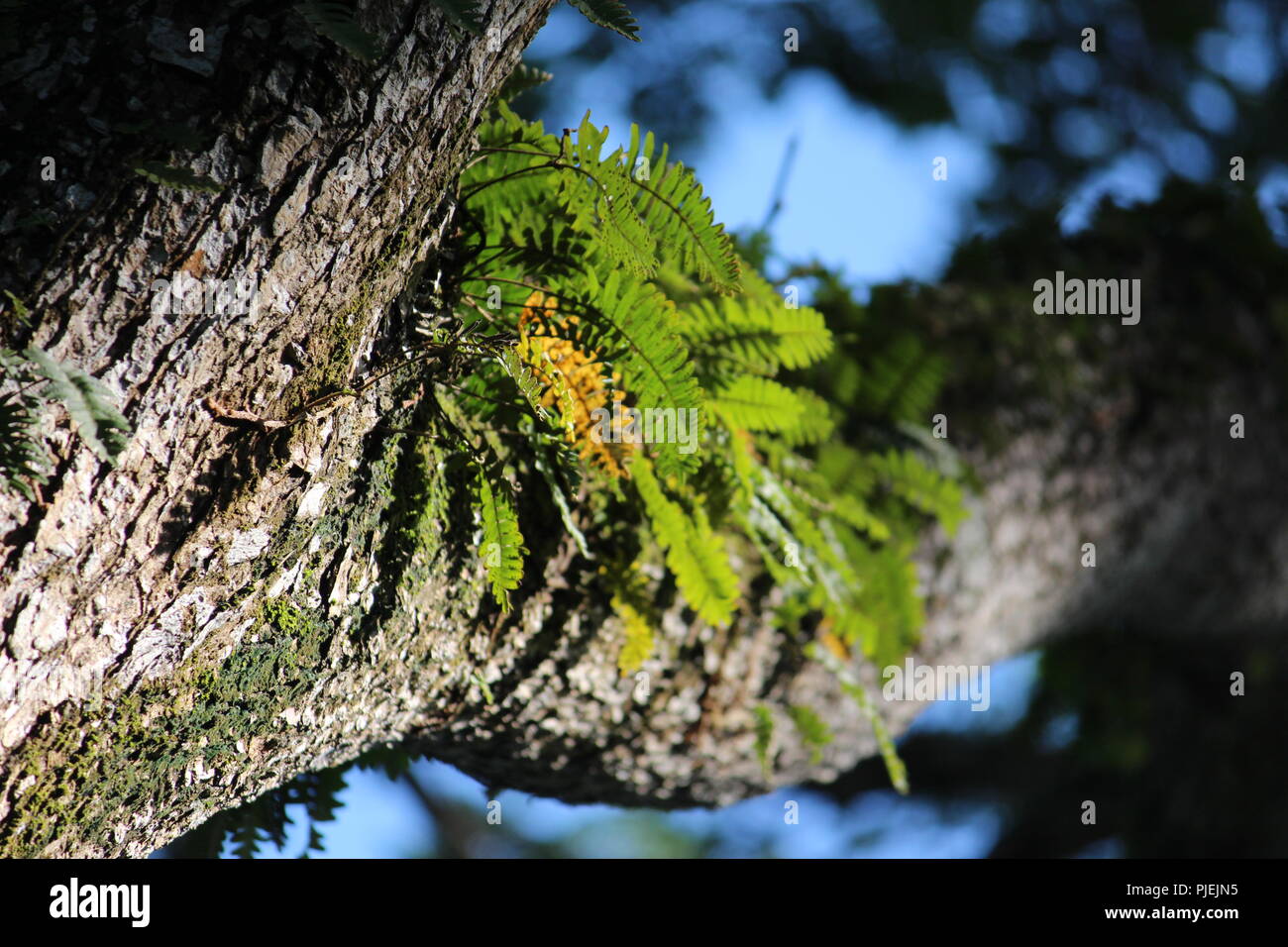 Trees with ferns and moss growing on the bark Stock Photo - Alamy