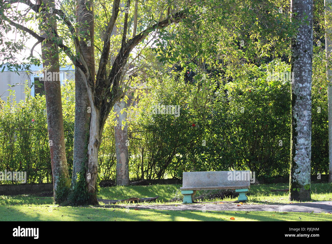 Stone bench on a walking path between two trees Stock Photo - Alamy