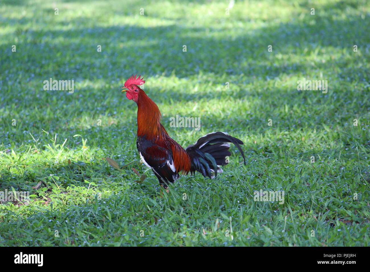 Multi colored rooster hi-res stock photography and images - Alamy