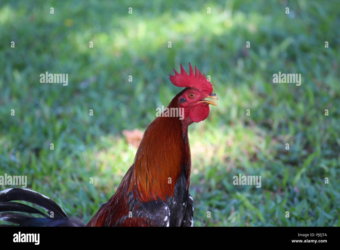 Rooster with red comb, wattle and multi colored feathers Stock Photo ...