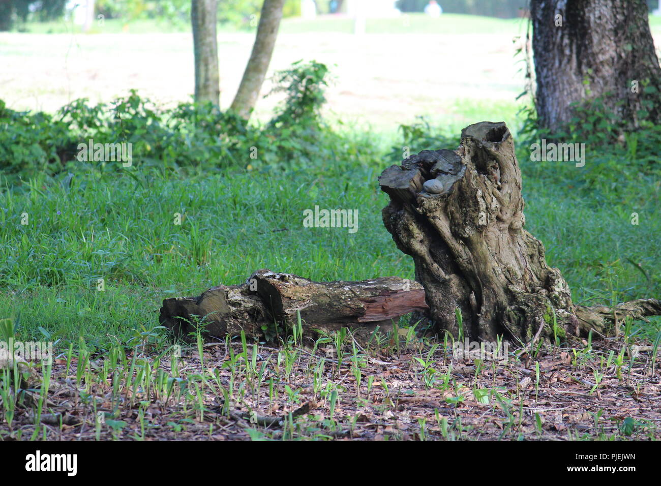 Tree stump and downed log in a shady grassy area Stock Photo - Alamy