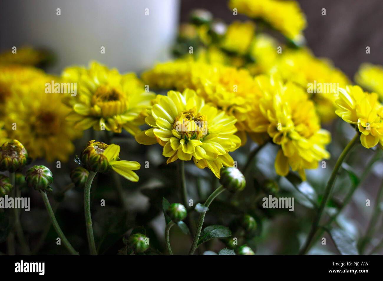 Colorful autumn chrysanthemums with flares Stock Photo - Alamy
