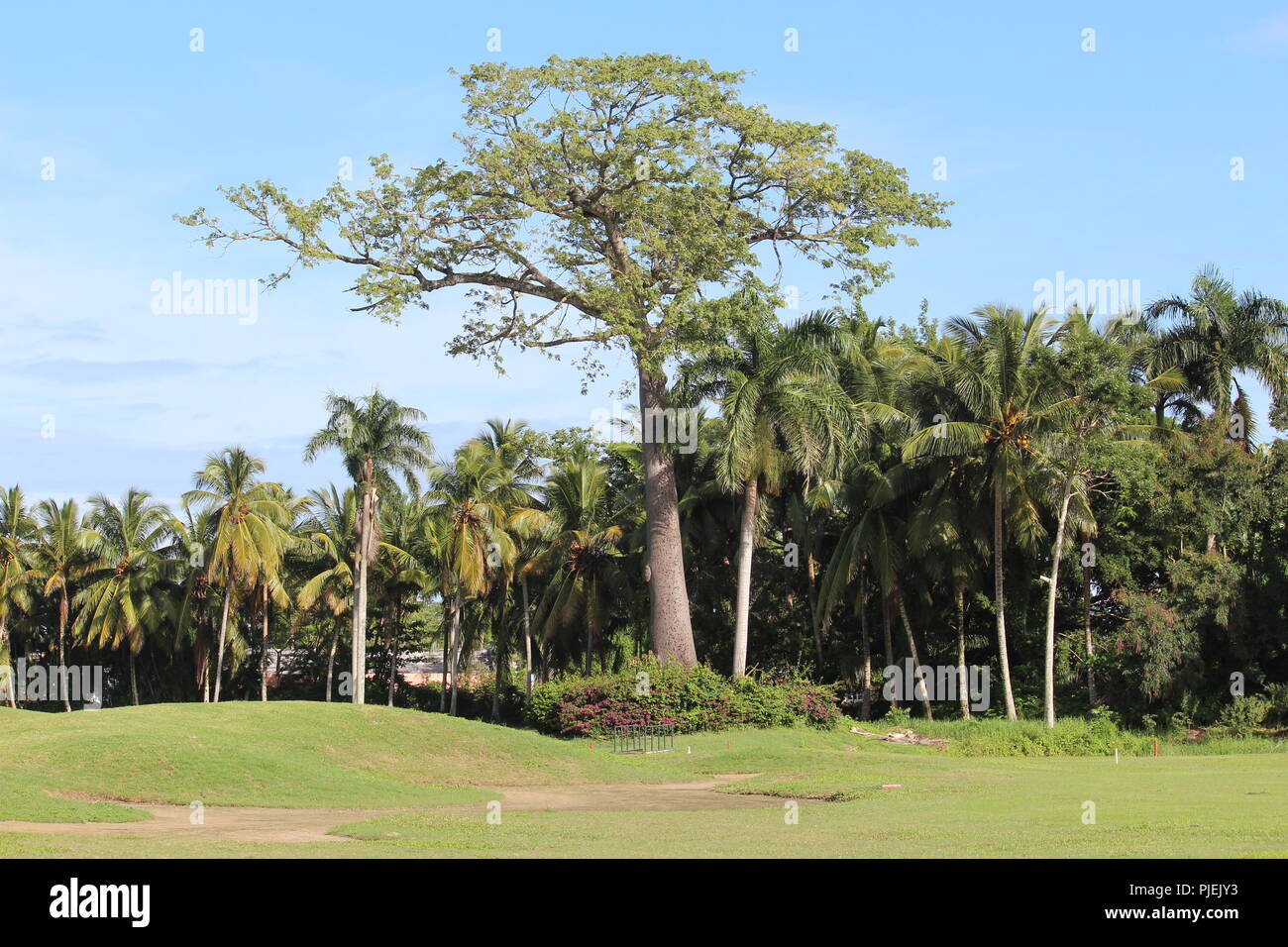 Tree with bushes around the trunk, palm trees behind and a sand trap in ...