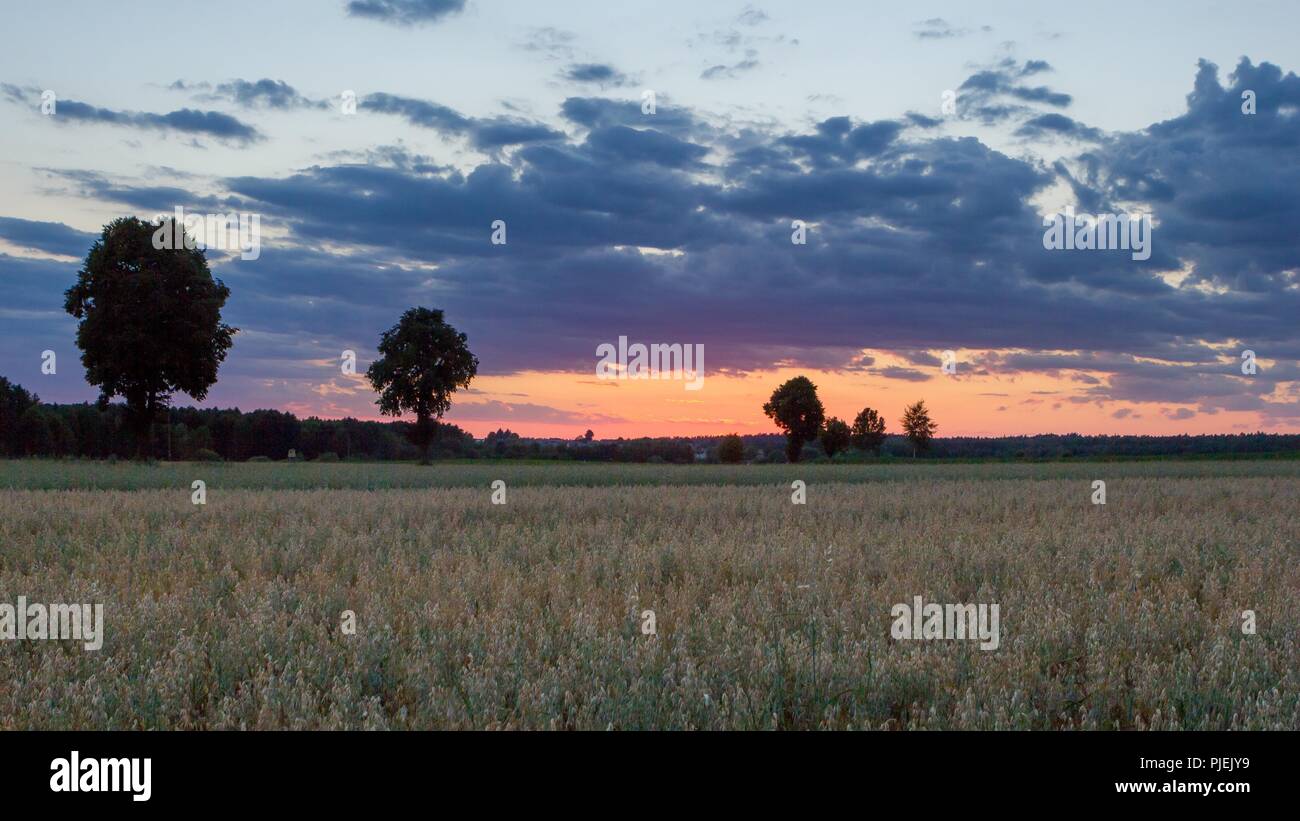Beautiful summer sunset landscape with oat field. Idyllic summer fields ...
