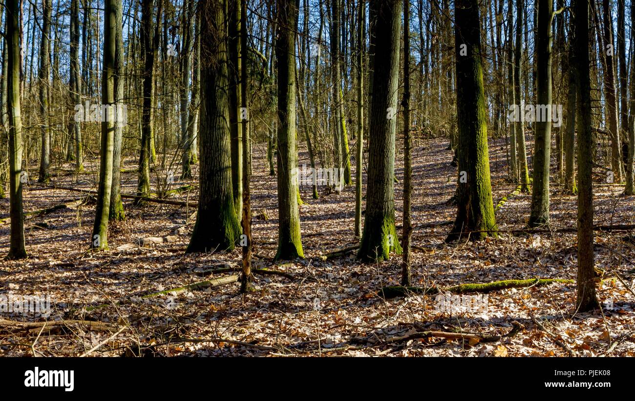 Early spring forest landscape. European forest after winter at sunny ...