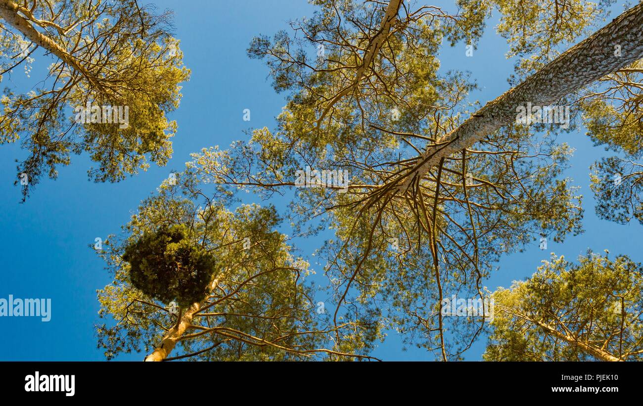 Early spring forest landscape. European forest after winter at sunny ...