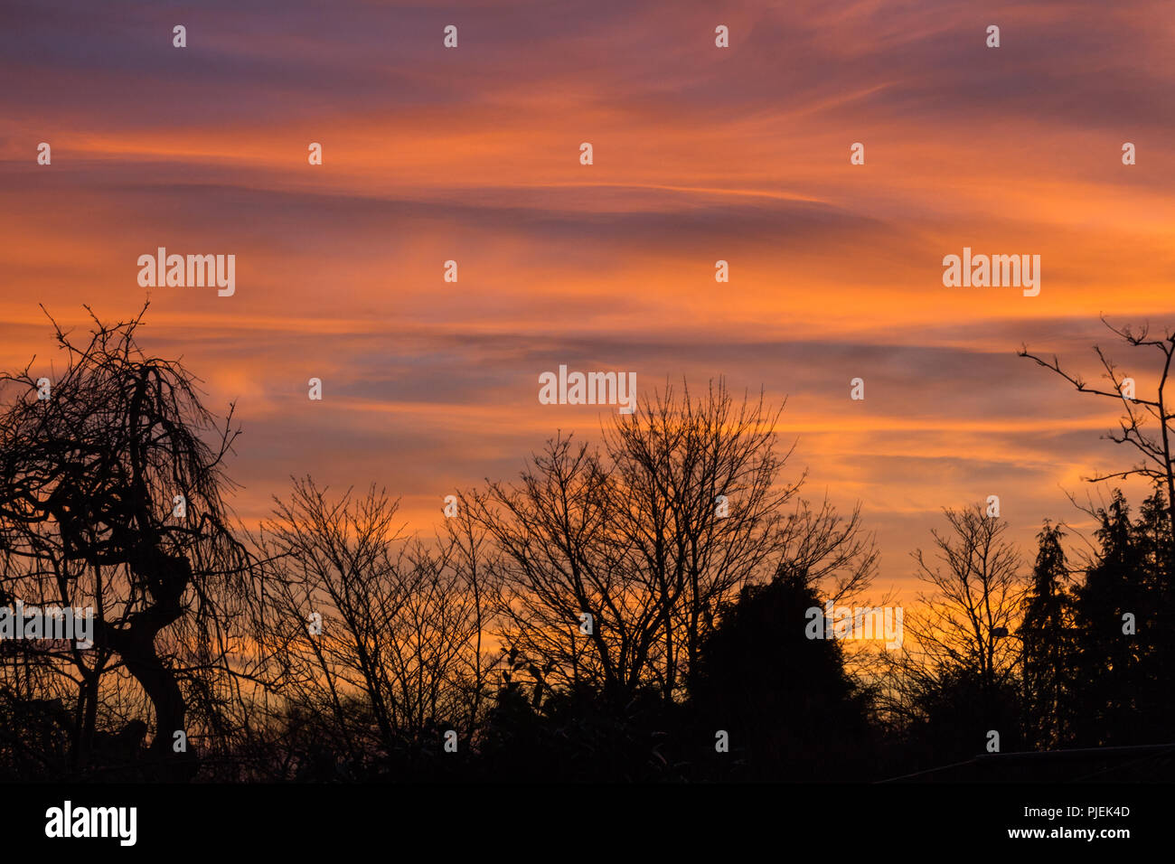 A beautiful natural red and blue colourful sky at sunset with trees ...