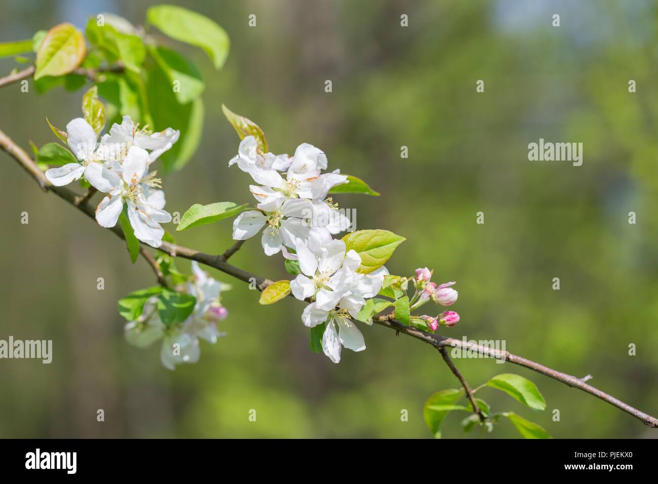 Bloooming apple tree branches. Spring orchard with close up of apple ...