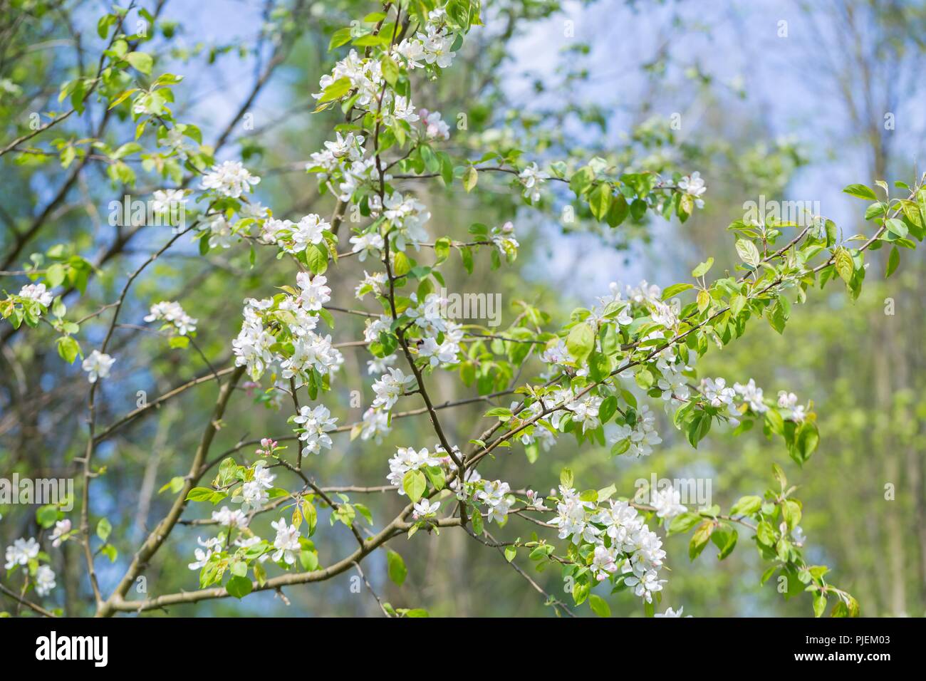 Bloooming apple tree branches. Spring orchard with close up of apple ...