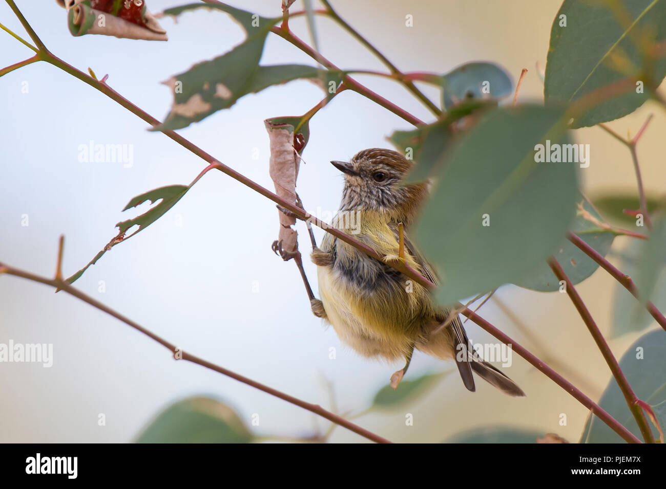 Striated Thornbill (Acanthiza lineata) race "lineata Stock Photo - Alamy