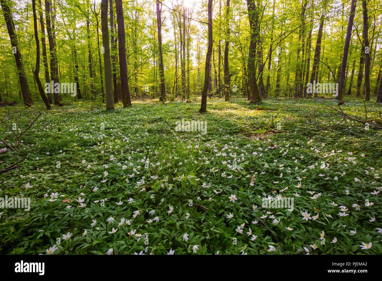 Spring forest landscape with blooming white anemones. Polish forest ...