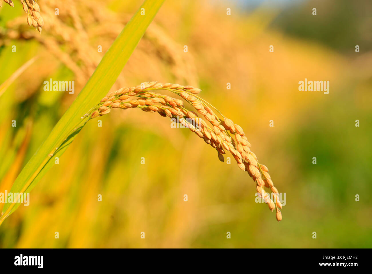 Rice paddies, rice growing Stock Photo - Alamy