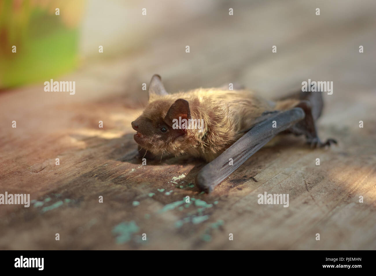 Pipistrelle bat close up High Resolution Stock Photography and Images ...