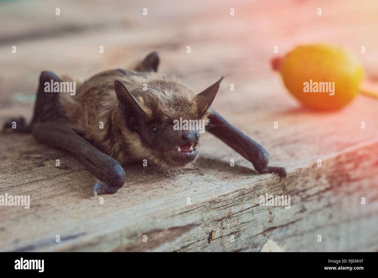 Bat wing close up hi-res stock photography and images - Alamy