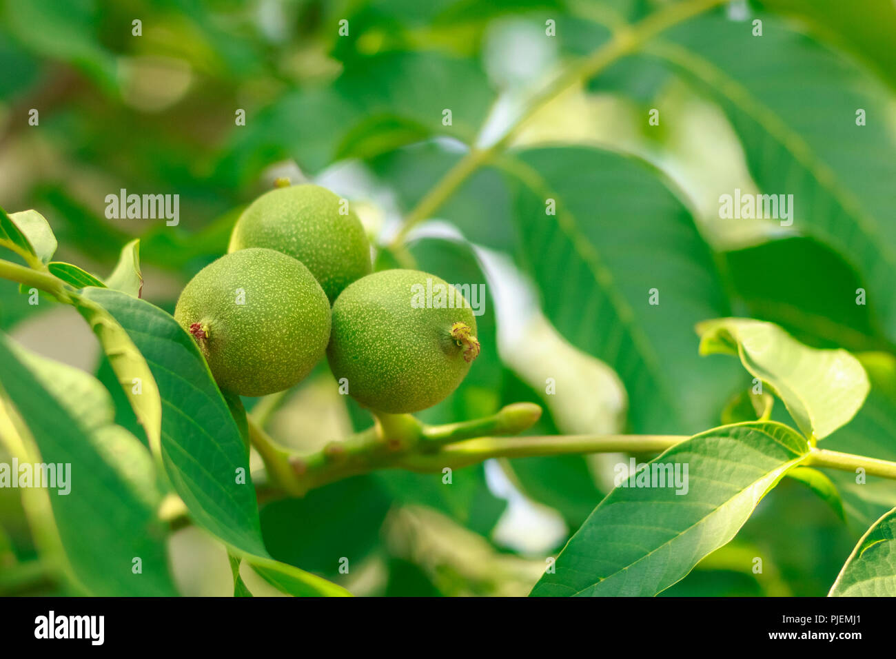 Walnut will sing in the foliage of a tree Stock Photo - Alamy