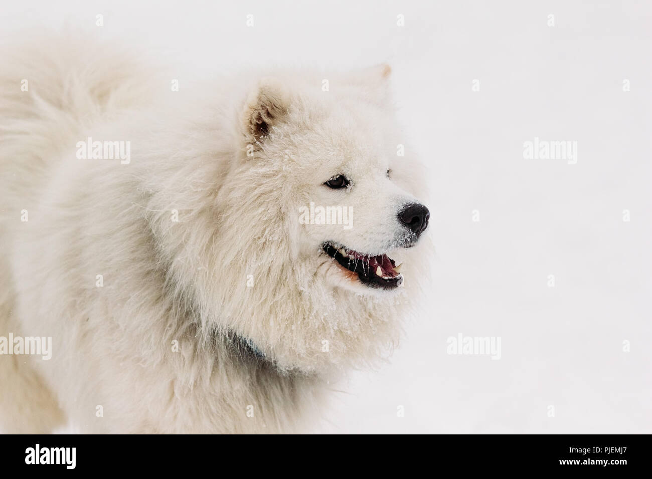 Samoyed dog in snow close hi-res stock photography and images - Alamy