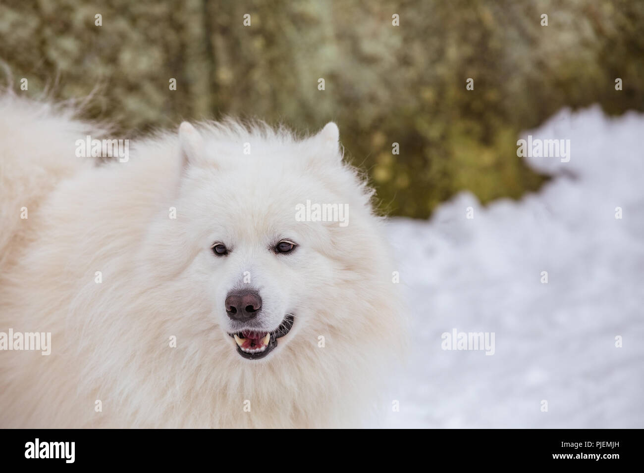 Beautiful muzzle of the dog of the breed Samoyed Laika longhair white ...