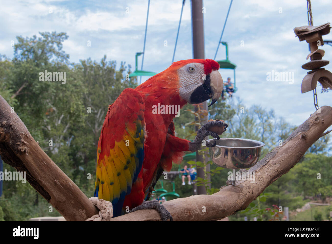 Colorful red macaw Stock Photo - Alamy