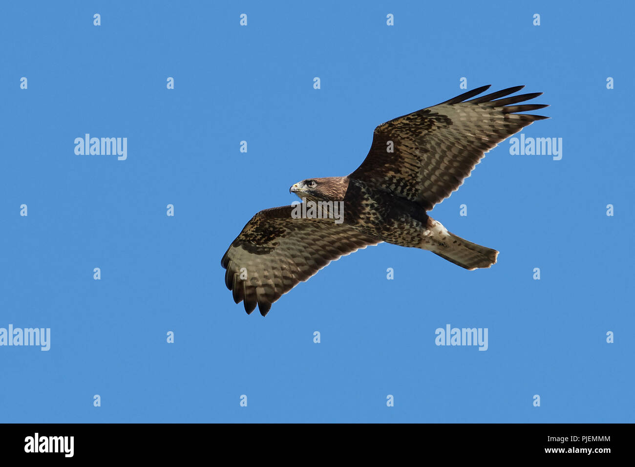 Common buzzard in its natural habitat in Denmark Stock Photo - Alamy