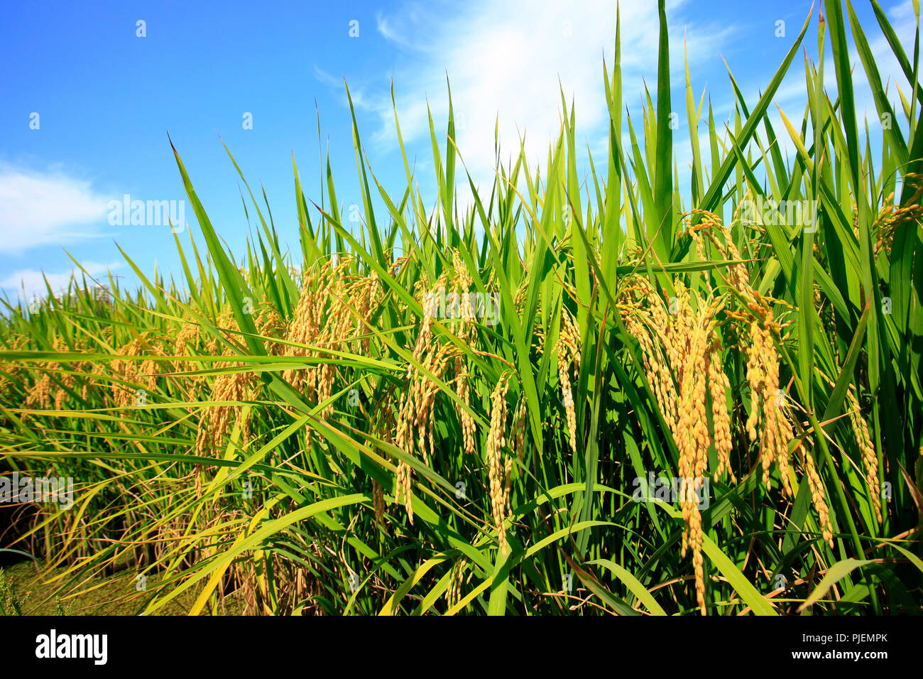 Rice paddies, rice growing Stock Photo - Alamy