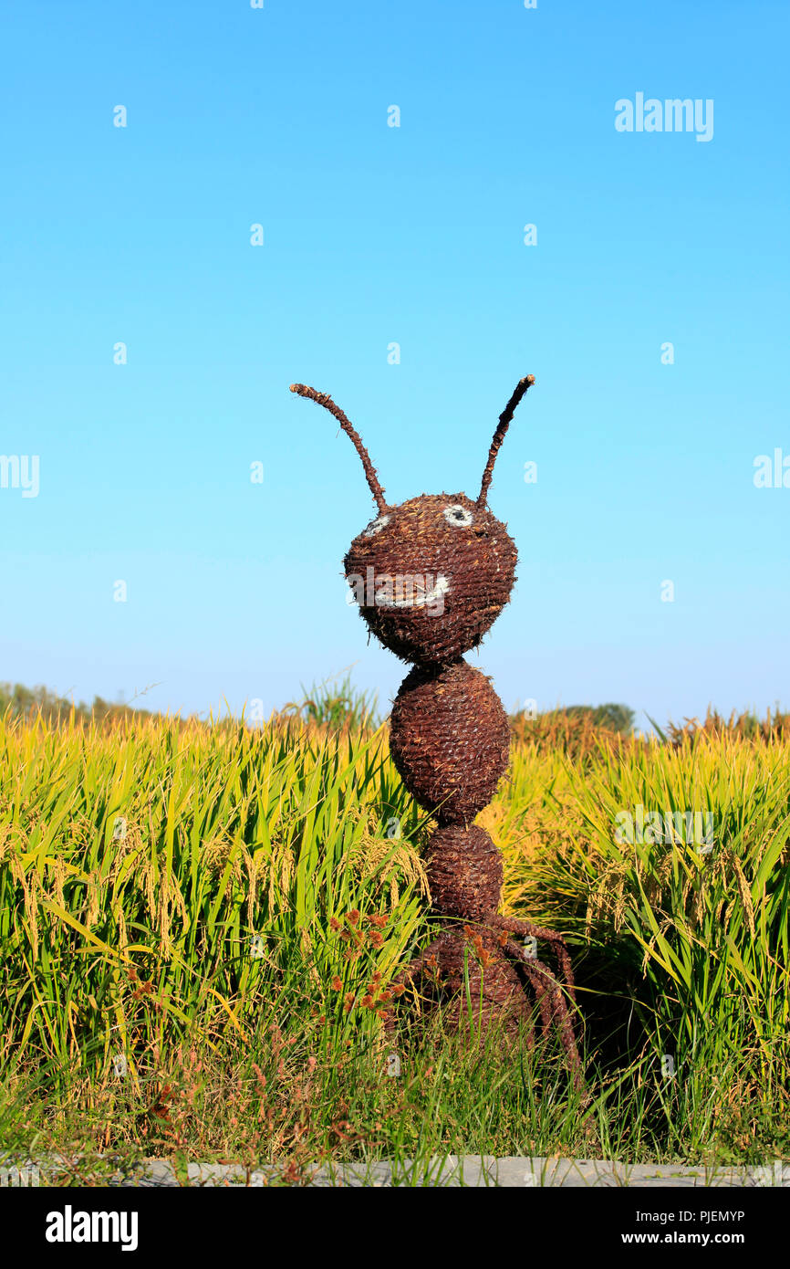 Rice paddies, rice growing Stock Photo - Alamy
