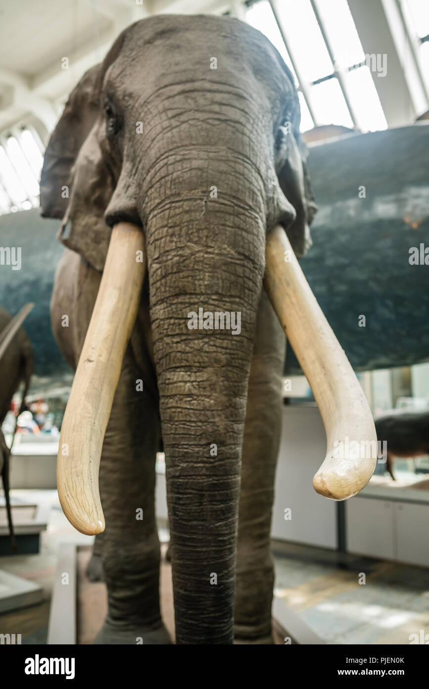 London, England - July 2018 : Large elephant statue inside the Natural ...
