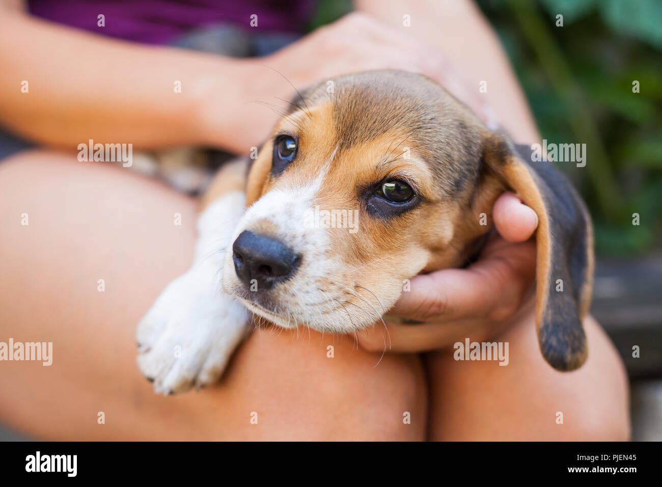 Adorable beagle puppy cuddling with female owner. Tricolor purebred ...
