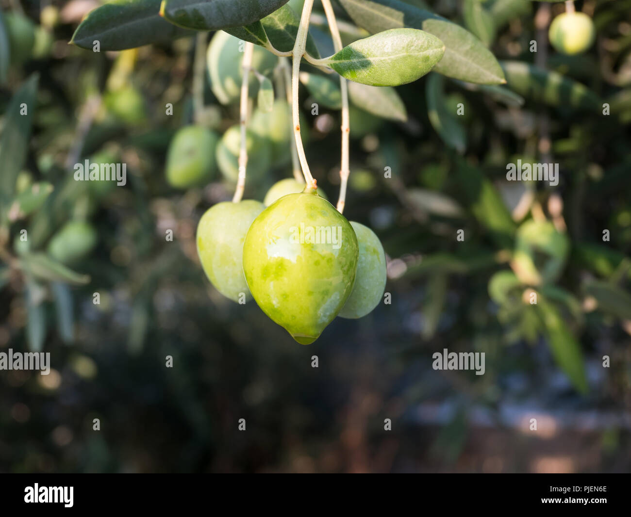Olive oil drop hi-res stock photography and images - Alamy