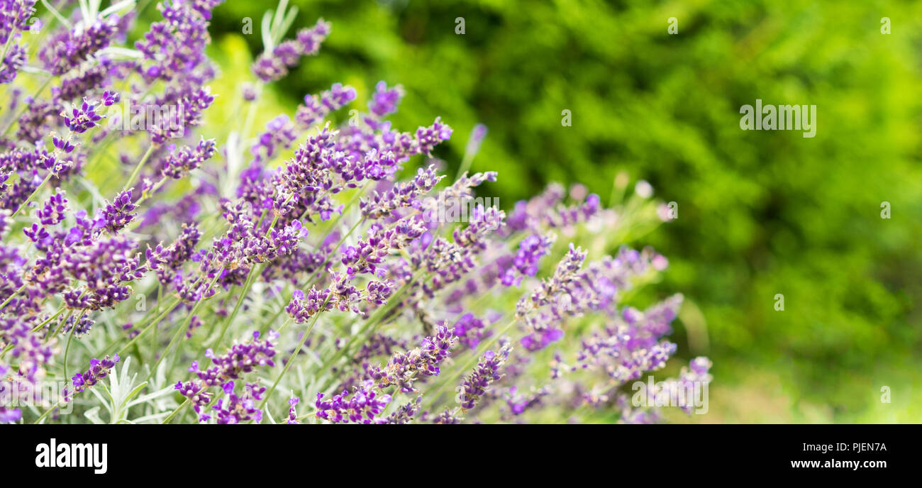 Lavender field at end of August with green background Stock Photo - Alamy