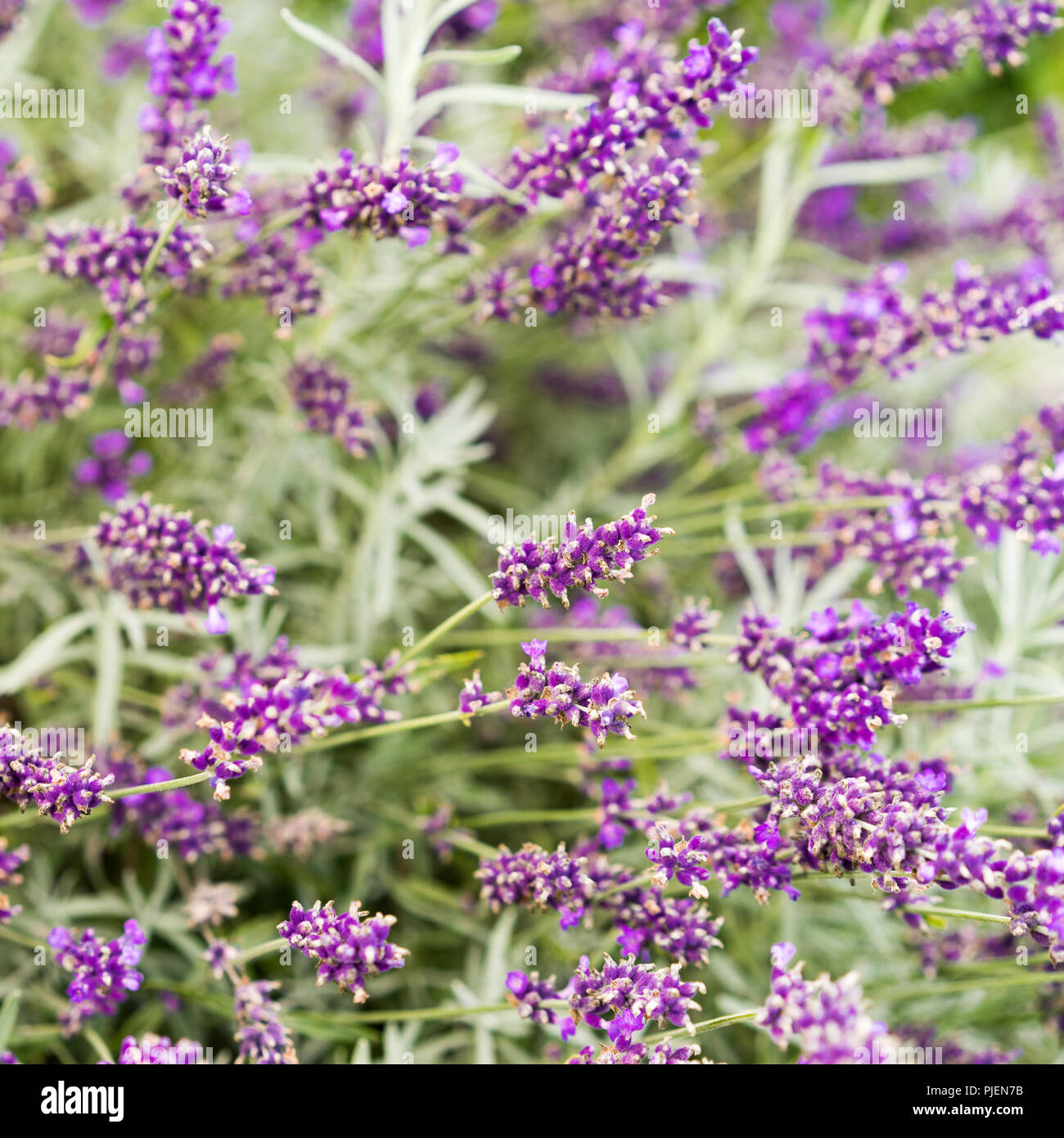 Lavender field at end of August Stock Photo - Alamy