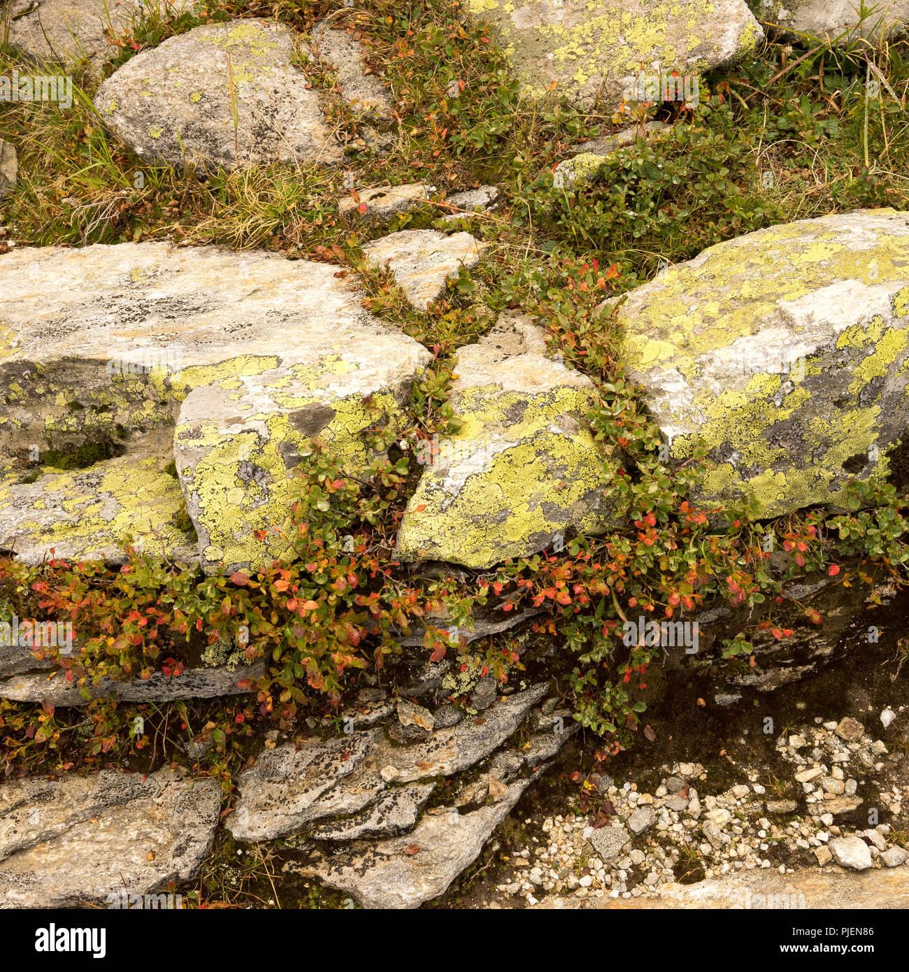 Grass Rock Crack Stock Photos & Grass Rock Crack Stock Images - Alamy