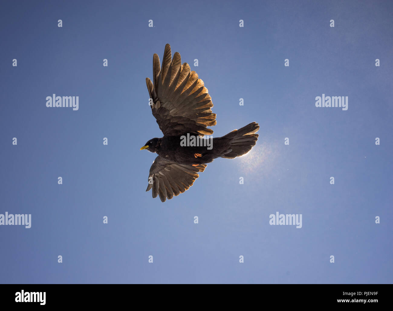 Portrait of natural flying alpine chough bird (Pyrrhocorax graculus ...