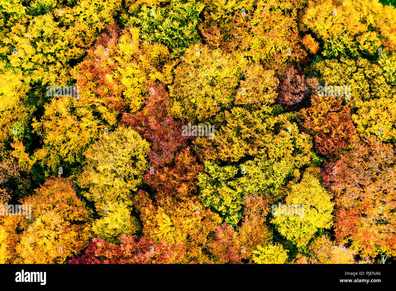 Aerial Photo of an orange colored forest in autumn Stock Photo - Alamy