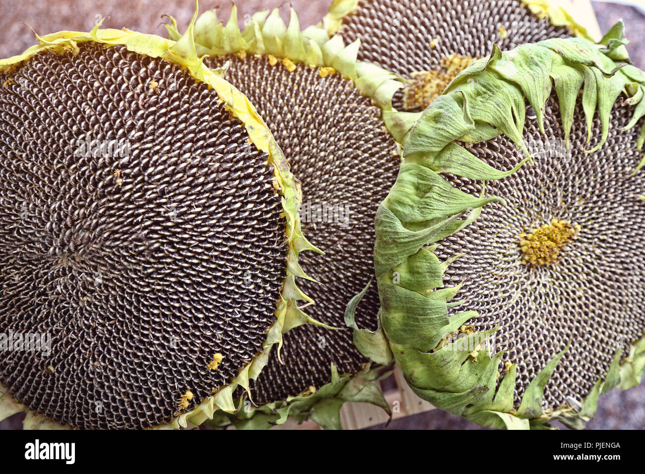 Health and fresh sunflowers at the marketplace Stock Photo - Alamy