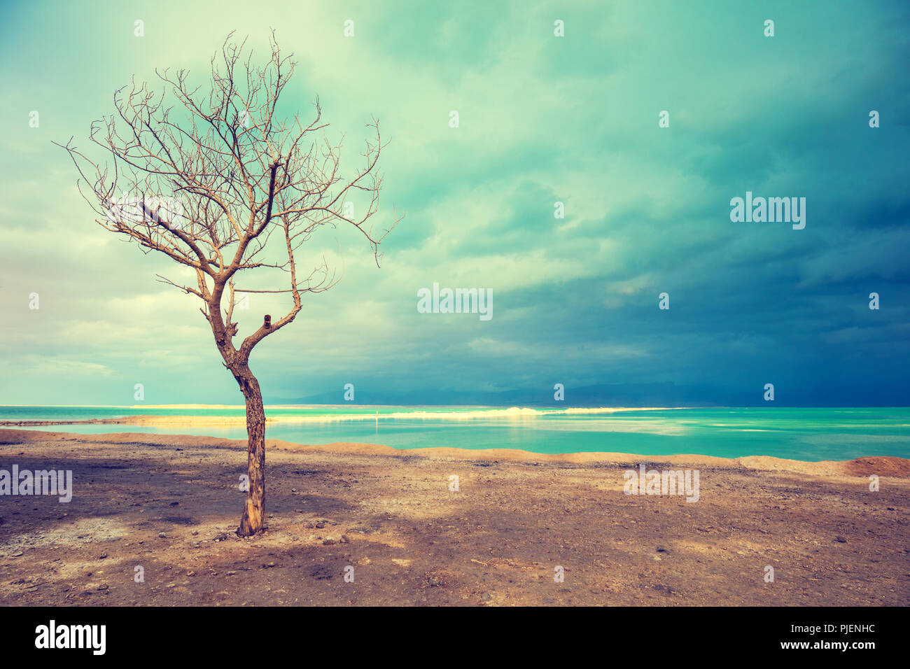 The alone tree without leaves on the beach. Minimalistic landscape with ...