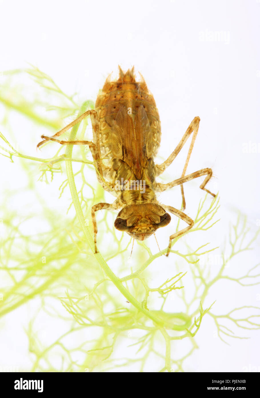 Dragonfly larva of a moor dragonfly (Sympetrum sp.), Libellenlarve ...