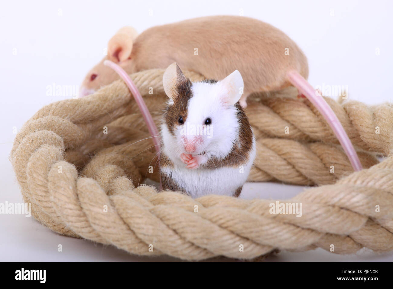 Colour mouse, mush musculus, to plays with rope, ,, Farbmaus, Mus ...