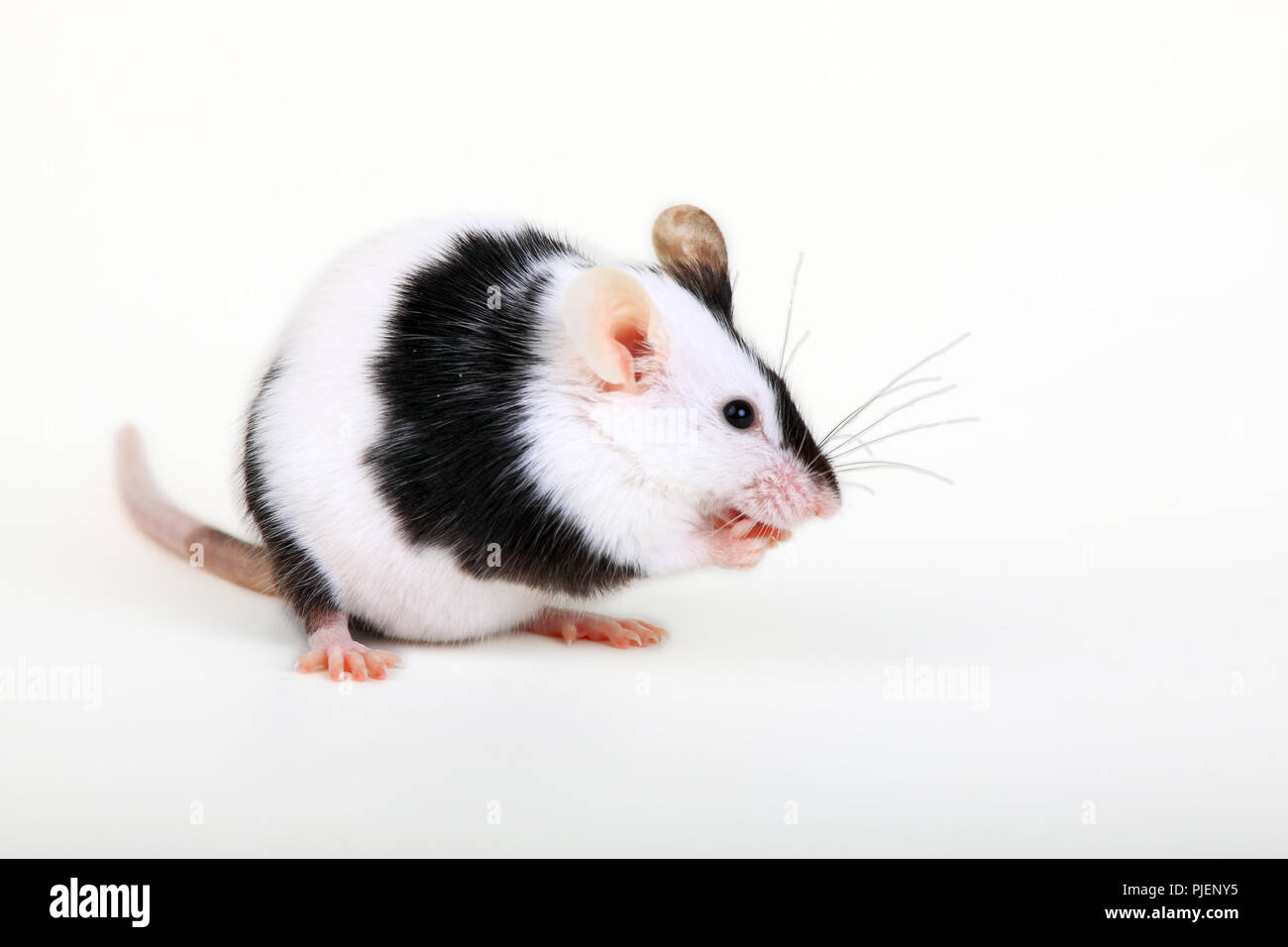Colour mouse, mush musculus, climbs rope, Farbmaus, Mus musculus ...