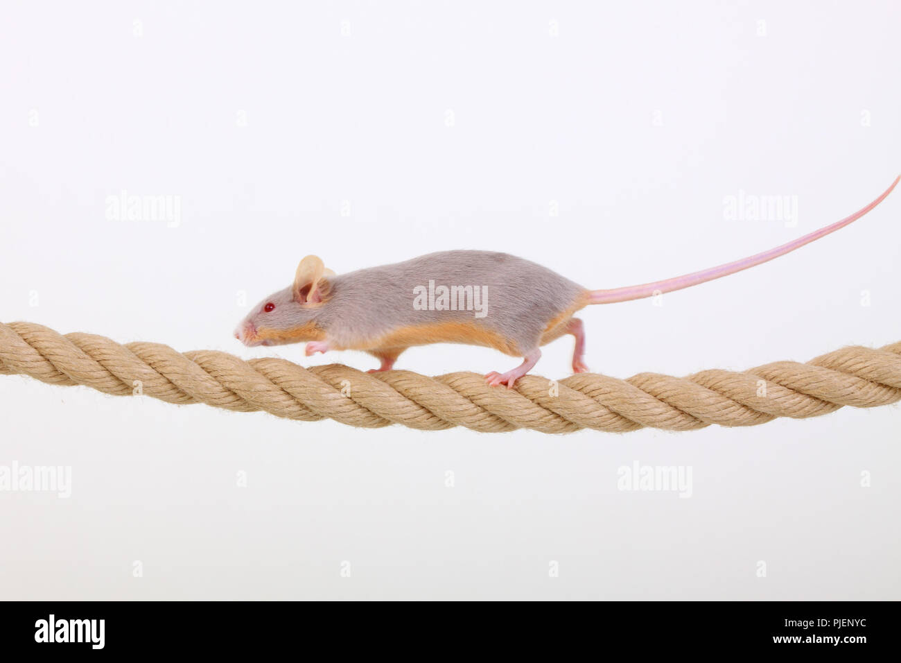 199 otf 09 2017 0876 hi-res stock photography and images - Alamy