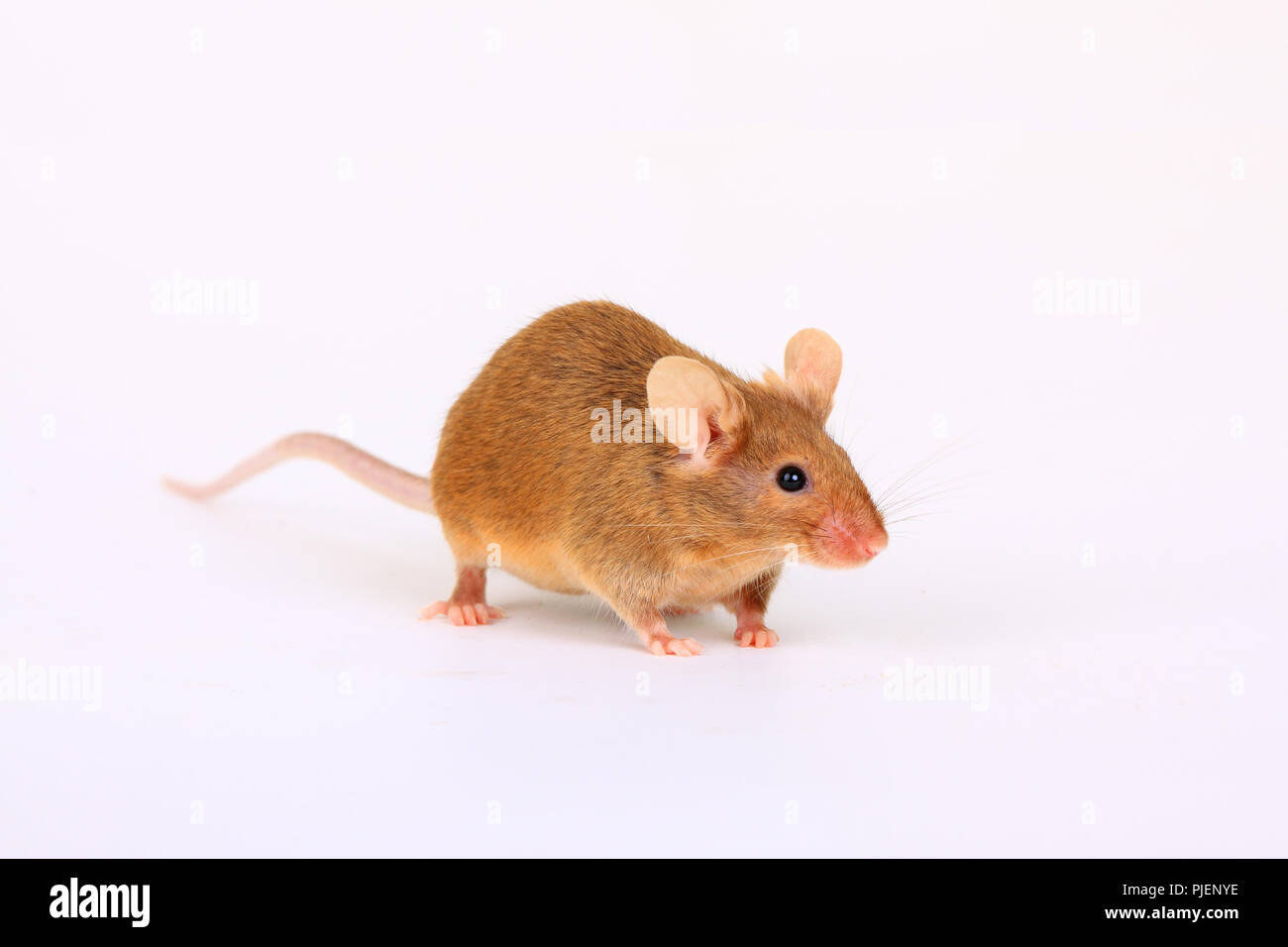 Colour mouse, mush musculus, Farbmaus, Mus musculus Stock Photo - Alamy