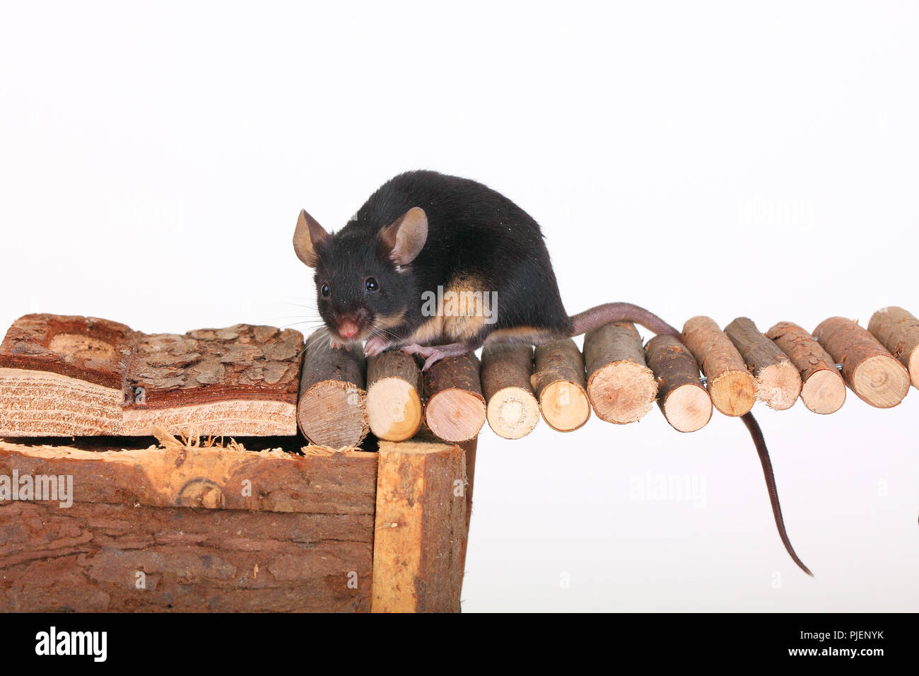 Colour mouse, mush musculus, on wooden bridge, Farbmaus, Mus musculus ...