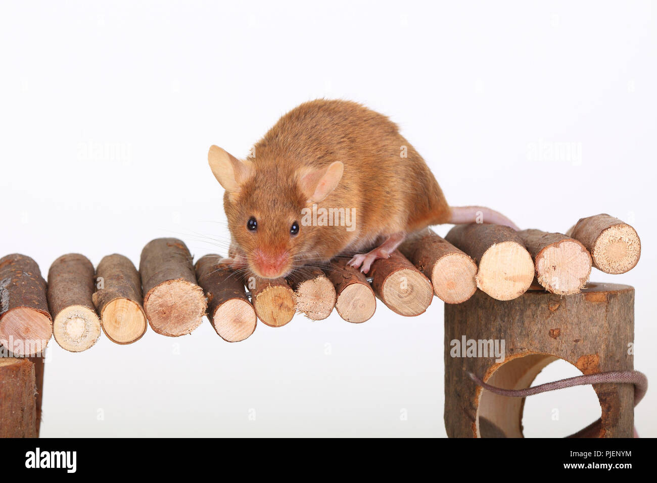 Colour mouse, mush musculus, on wooden bridge, Farbmaus, Mus musculus ...