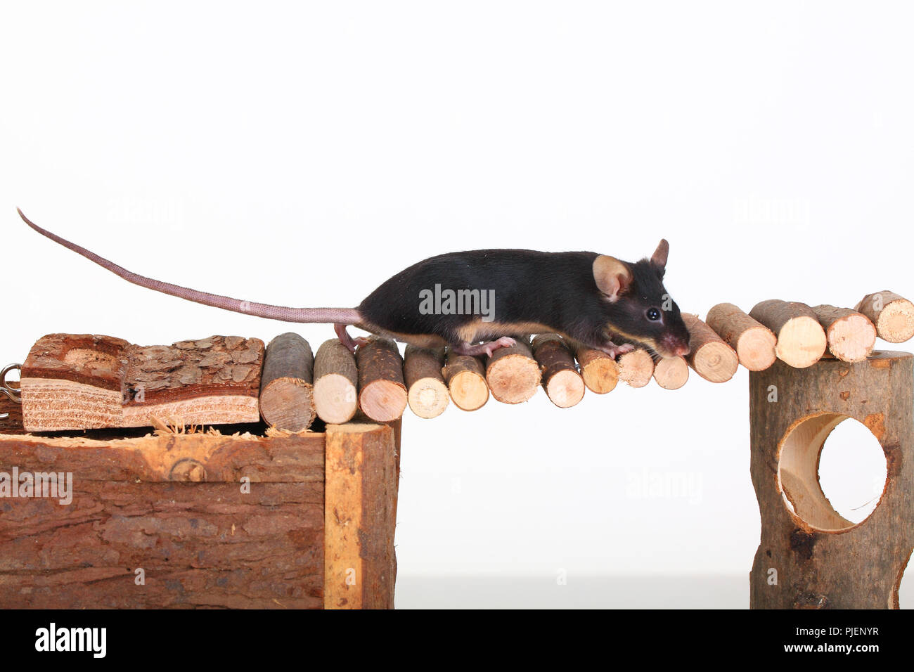 Colour mouse, mush musculus, on wooden bridge, Farbmaus, Mus musculus ...