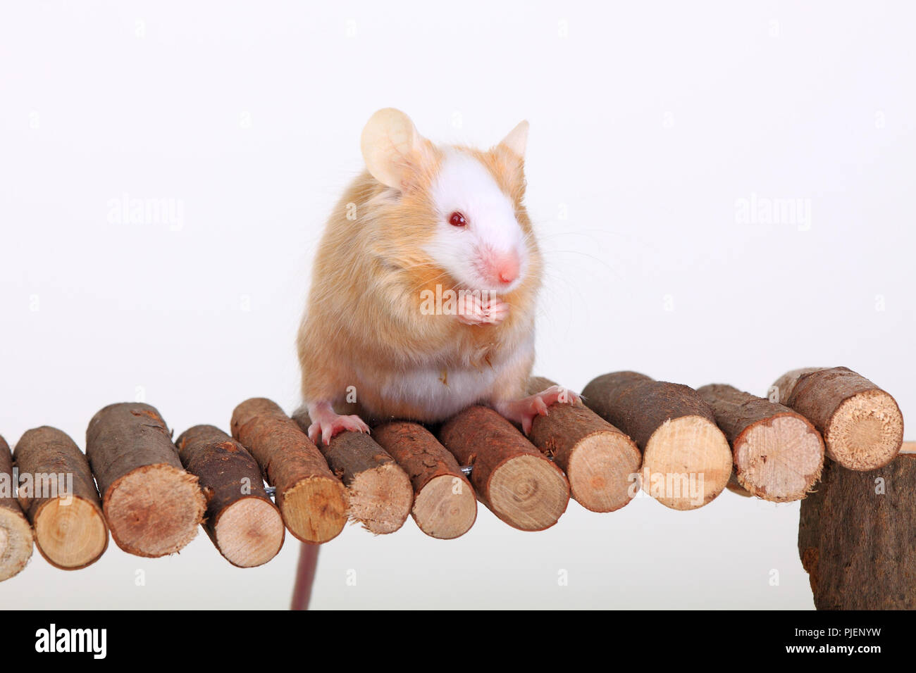 Colour mouse, mush musculus, on wooden bridge, Farbmaus, Mus musculus ...