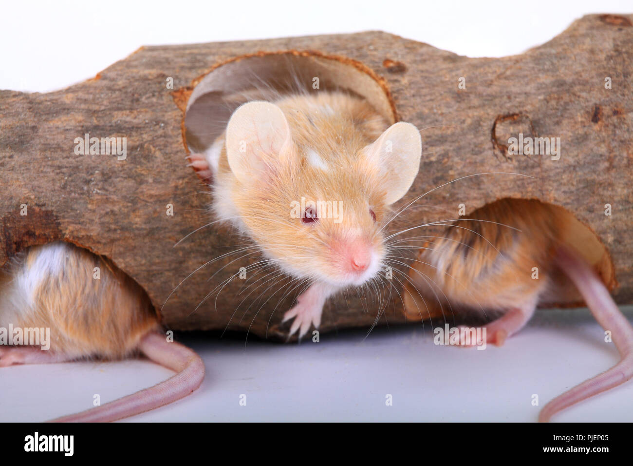 Colour mouse, mush musculus, in wooden tube,, Farbmaus, Mus musculus ...