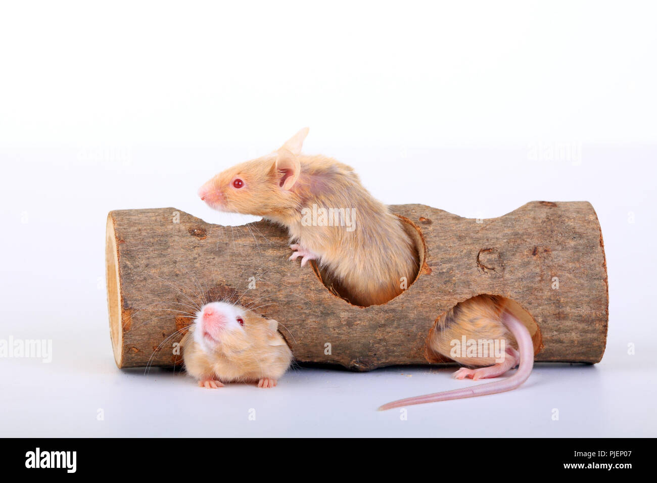 Colour mouse, mush musculus, in wooden tube,, Farbmaus, Mus musculus ...