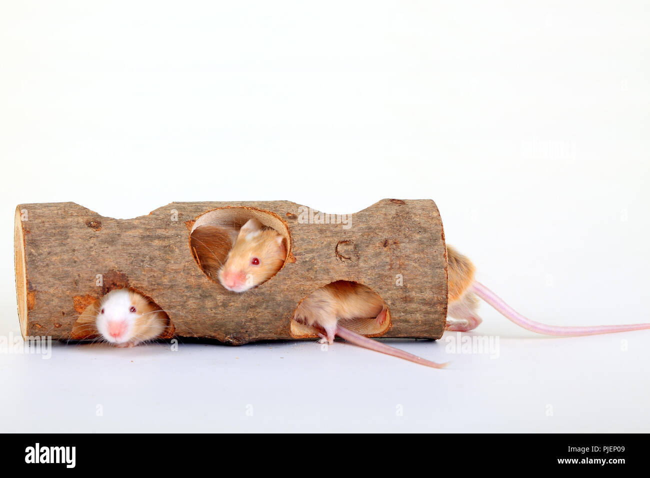 Colour mouse, mush musculus, in wooden tube,, Farbmaus, Mus musculus ...
