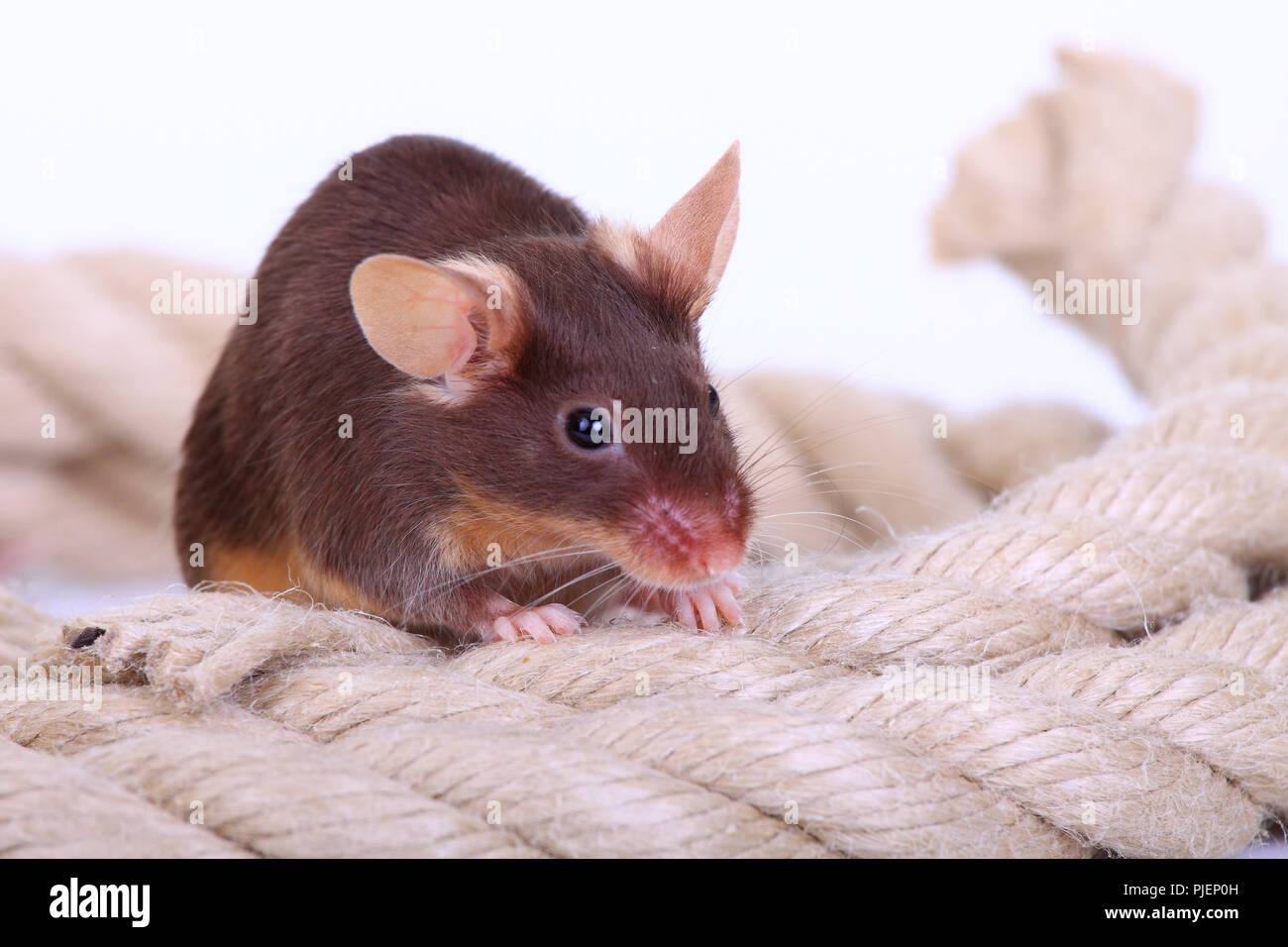 Colour mouse, mush musculus, play, rope, rope, Farbmaus, Mus musculus ...