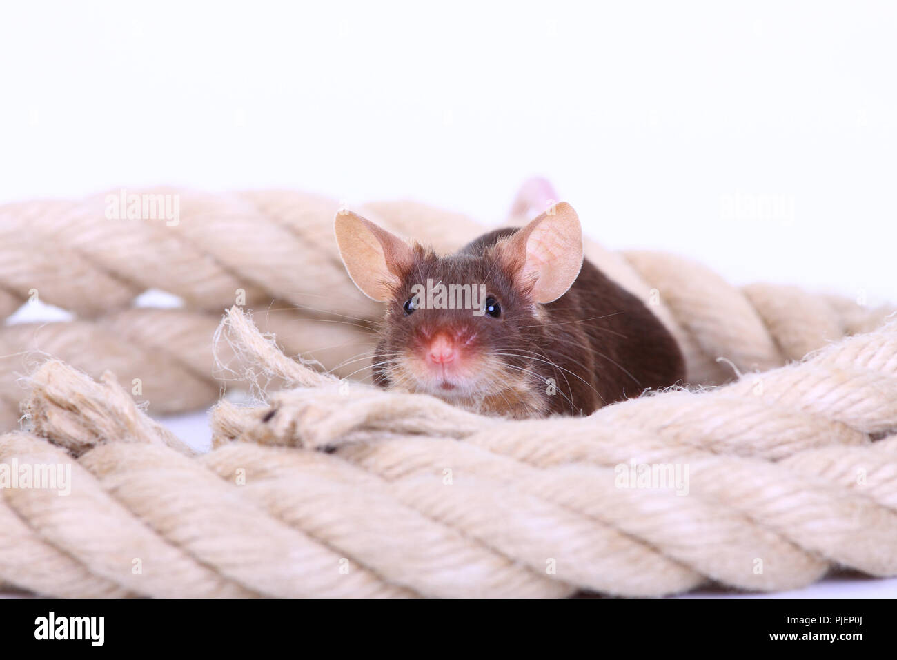 Colour mouse, mush musculus, play, rope, rope, Farbmaus, Mus musculus ...